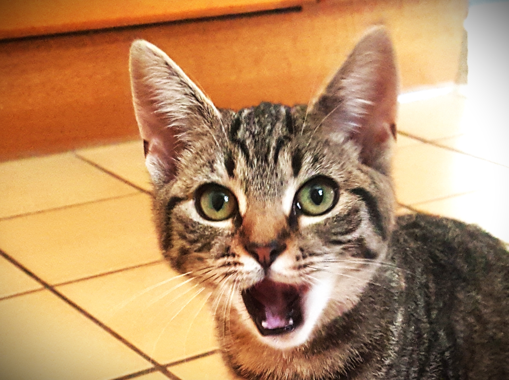 Even voorstellen: de Cyperse kat - Rose-an