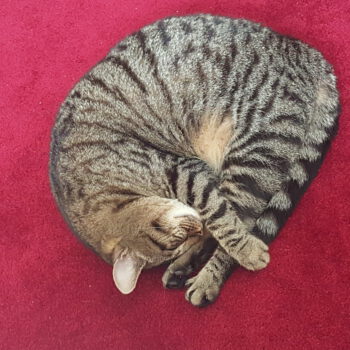 Even voorstellen: de Cyperse kat - Rose-an