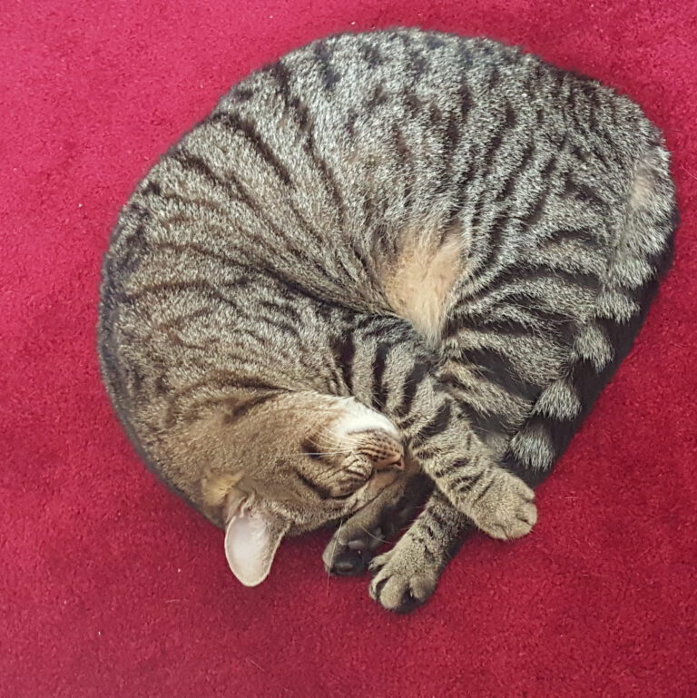 Even voorstellen: de Cyperse kat - Rose-an