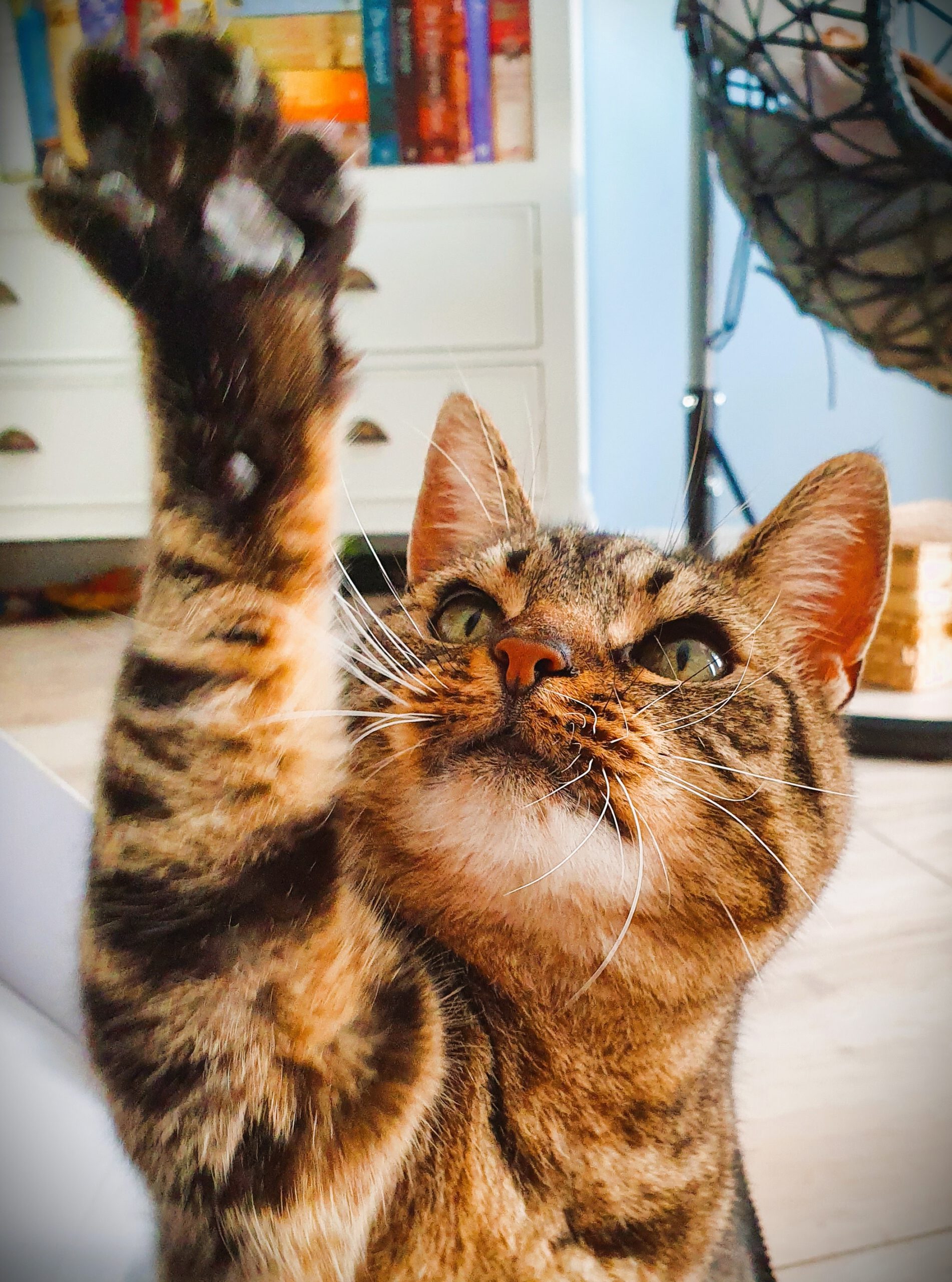 Even voorstellen: de Cyperse kat - Rose-an