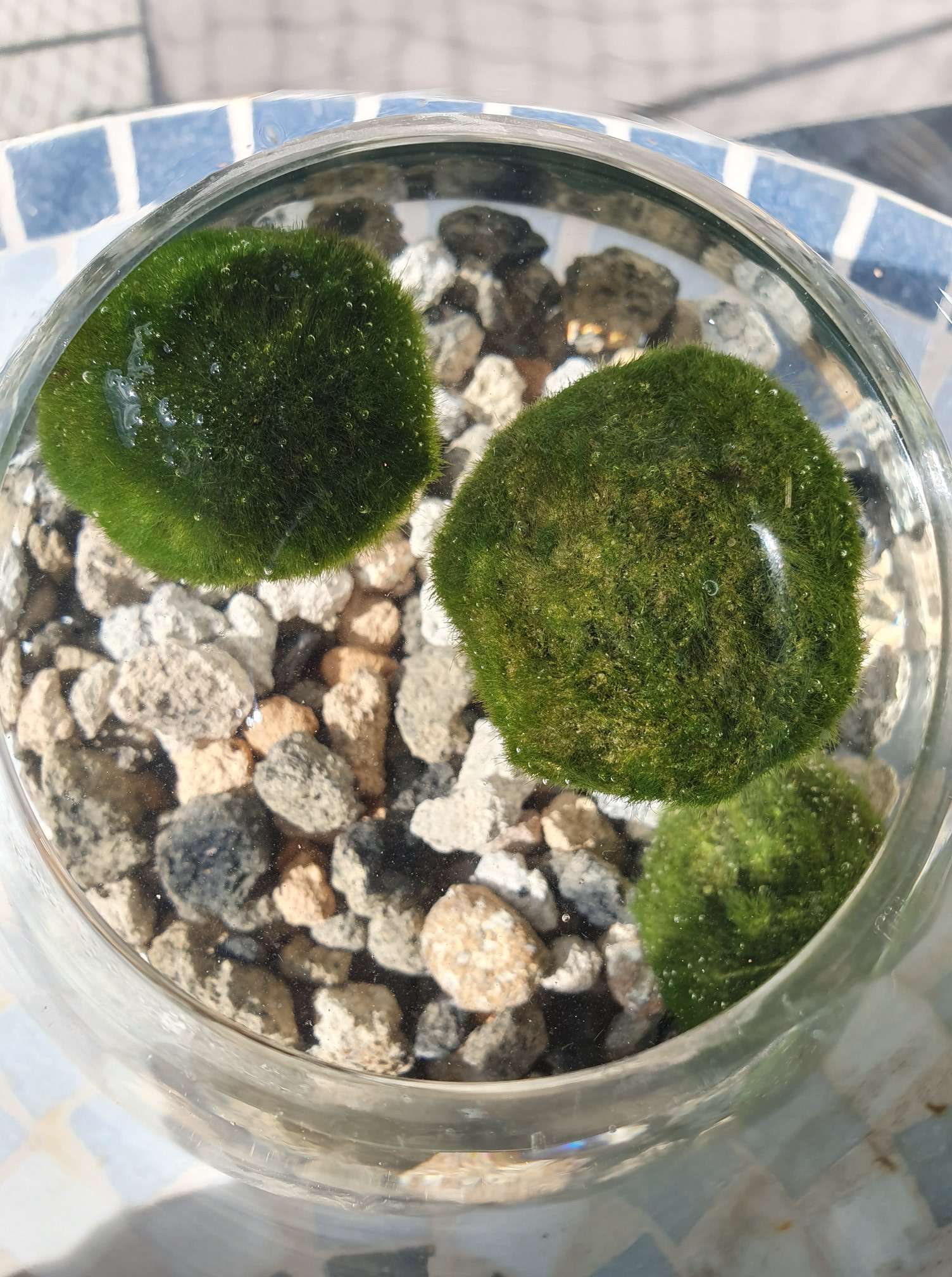 Japanse mosbal of Marimo, wat is het en alles over de verzorging - Rose-an