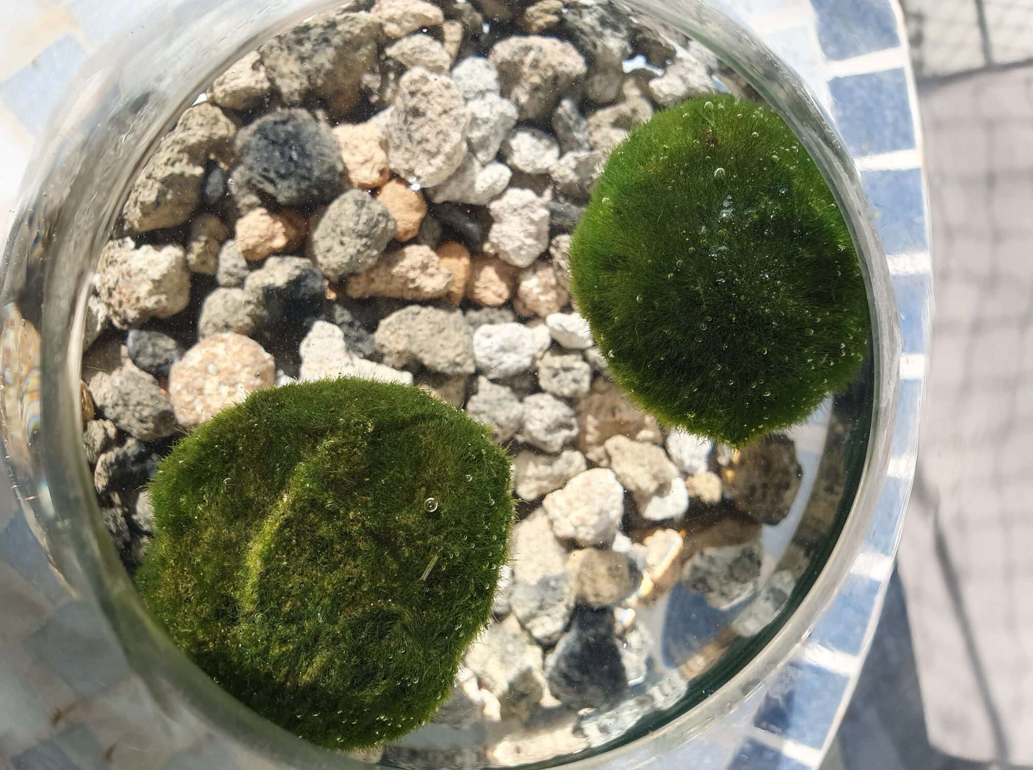 Japanse mosbal of Marimo, wat is het en alles over de verzorging - Rose-an