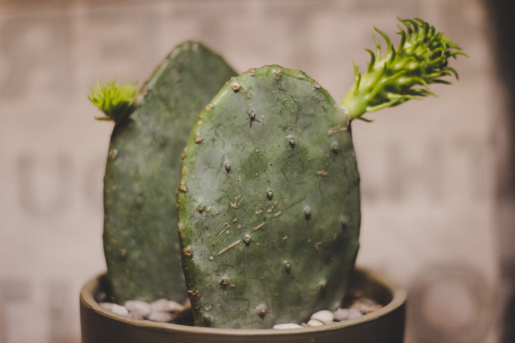 10 soorten cactussen voor in huis - Rose-an