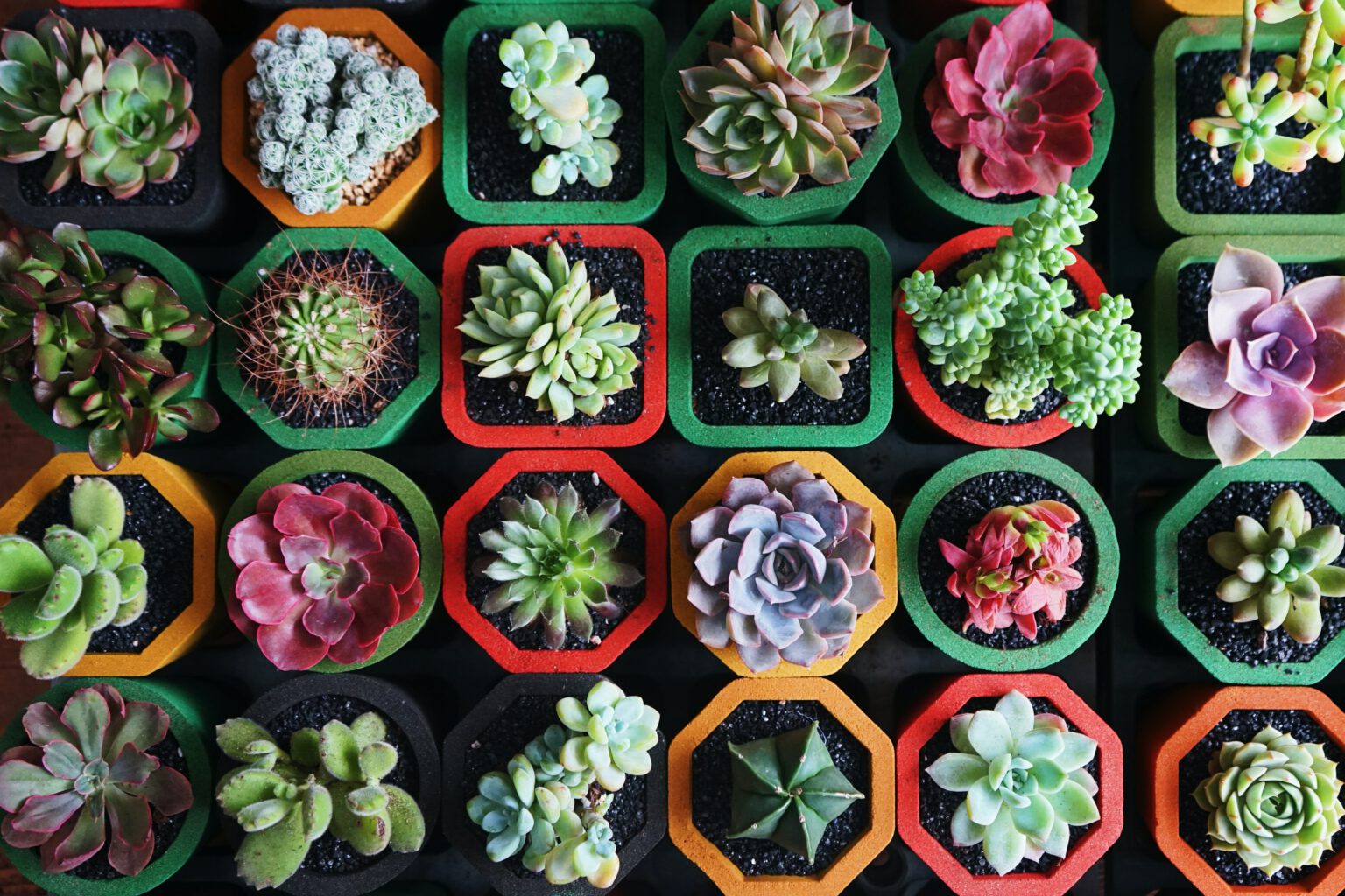 10 succulenten, bijzondere vetplanten voor binnen - Rose-an