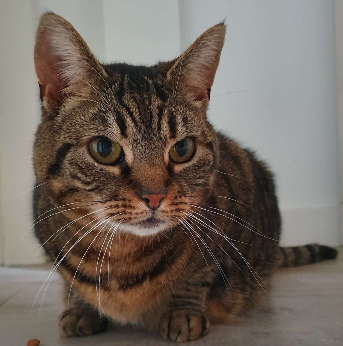 De geschiedenis van katten in Europa - Rose-an