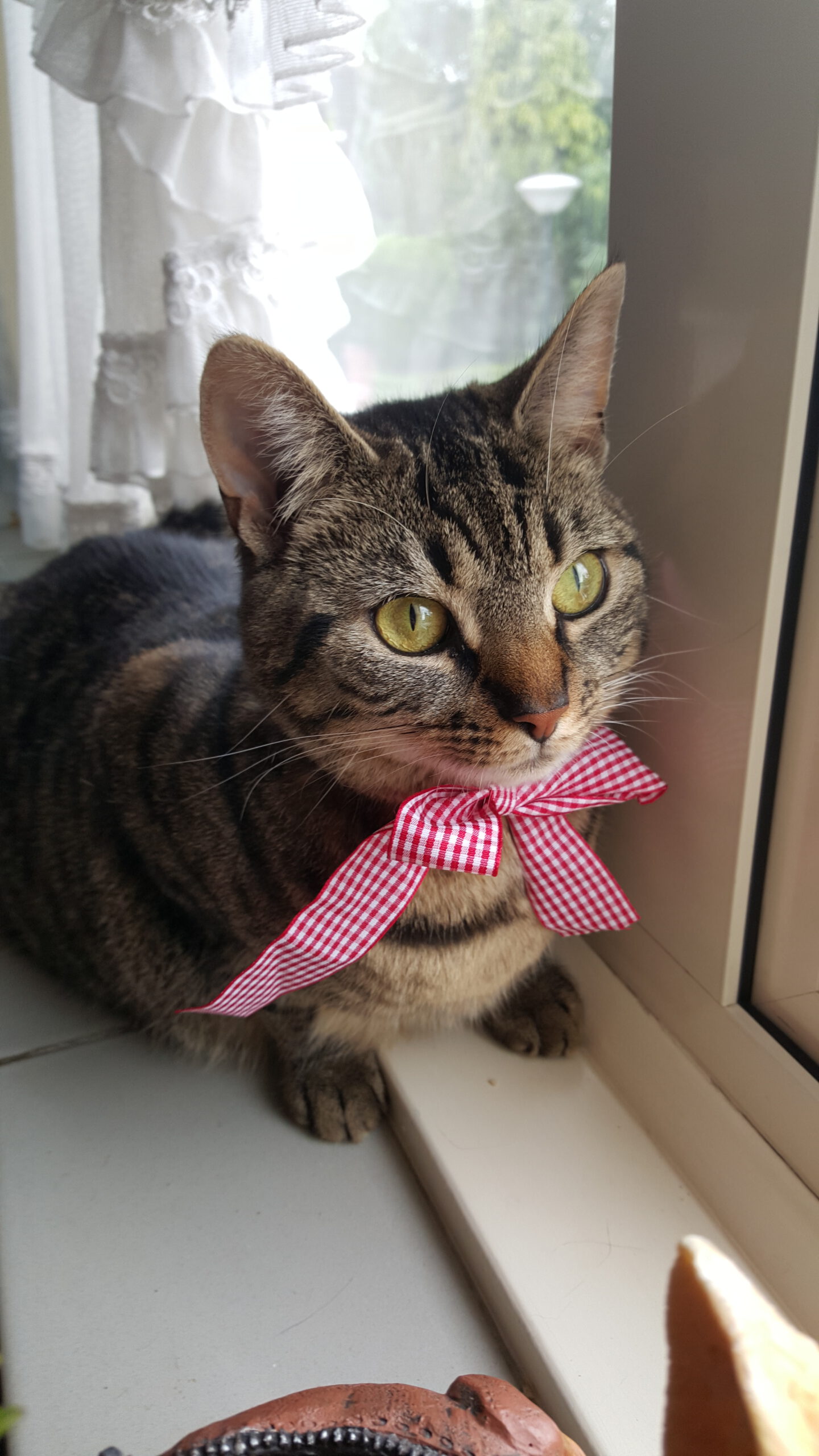 10 rare weetjes over katten - Rose-an