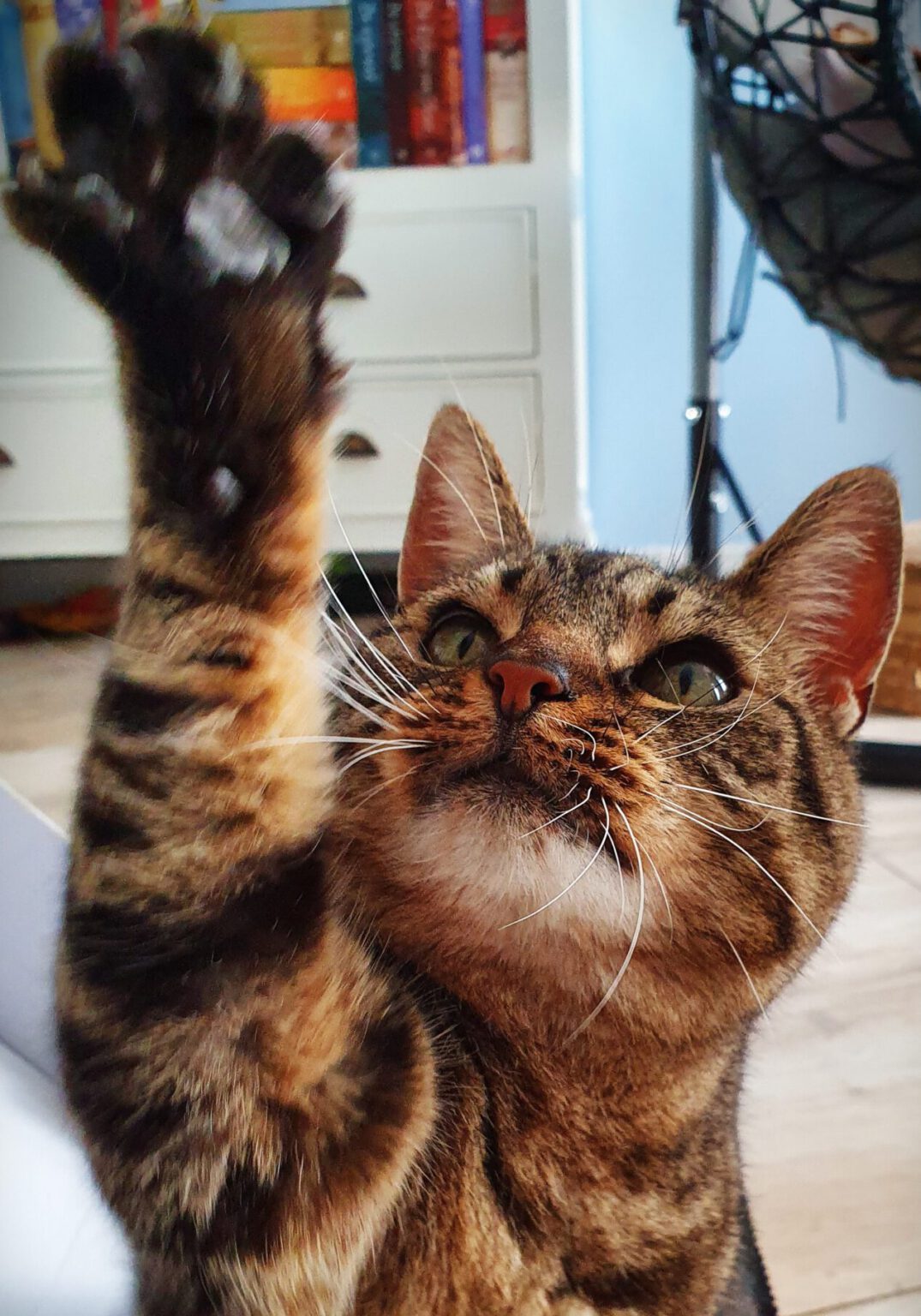 10 rare weetjes over katten - Rose-an